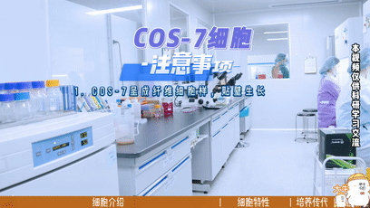 COS-7细胞培养，SV40转化的非洲绿猴肾细胞培养攻略 - 丰晖生物 - 知乎