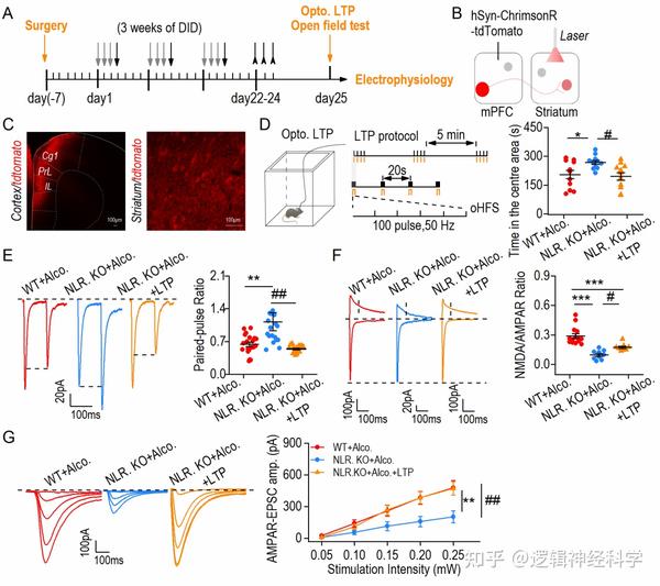 J Neuroinflammation︱南京医科大学马腾飞/周丽课题组揭示NLRP3通过调控皮质纹状体环路在酗酒及戒酒焦虑行为中的作用 - 知乎