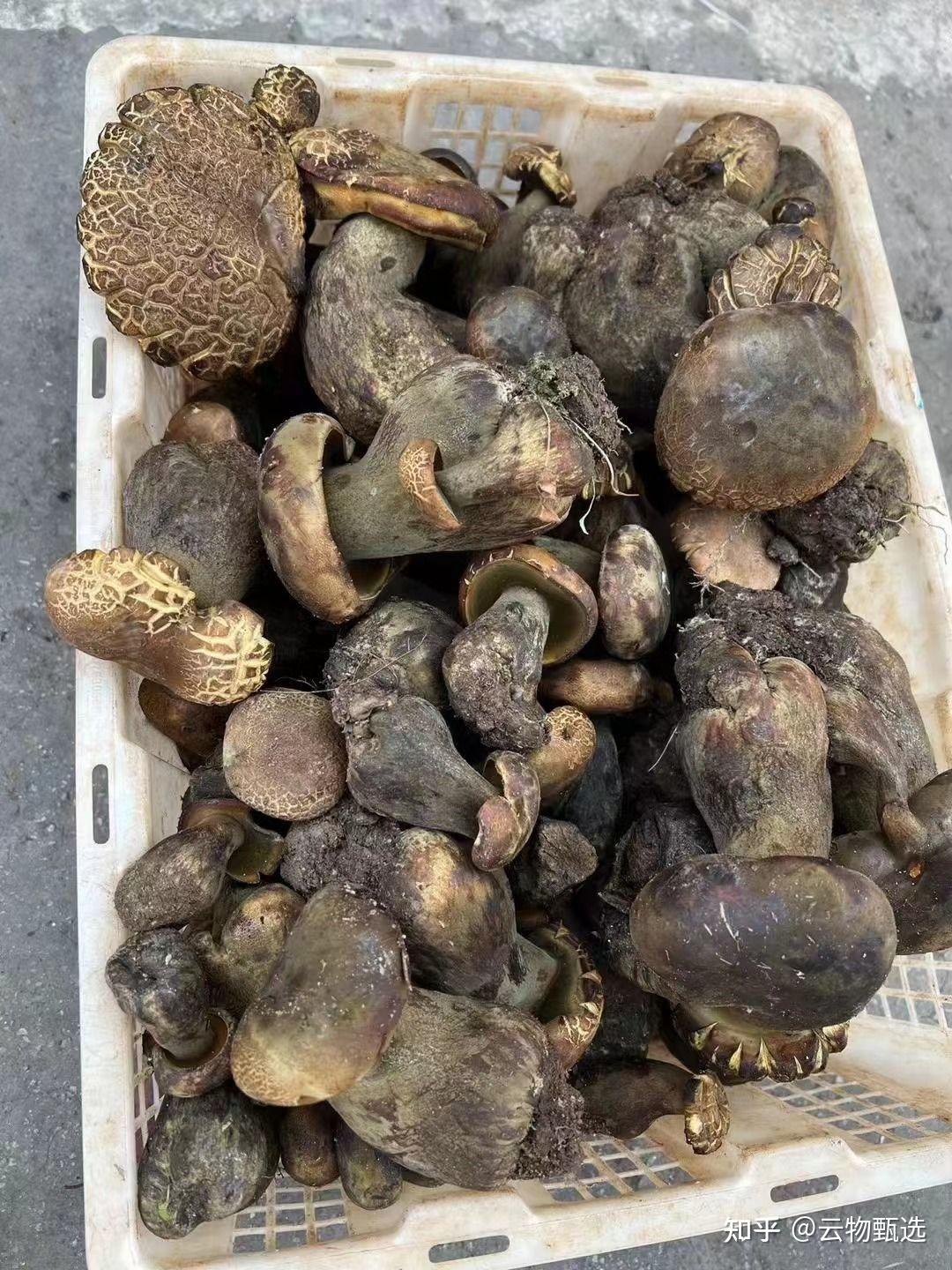 美味黑牛肝菌 - 知乎