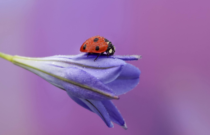 晓希炒金：4.16黄金走势分析，黄金多头尚未熄火！ - 知乎