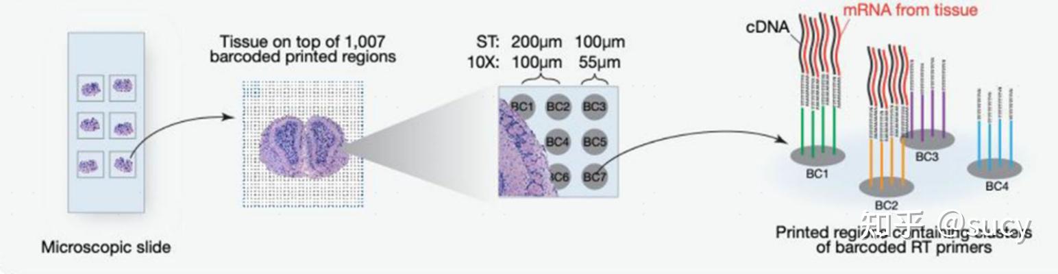 原位检测技术 - 知乎