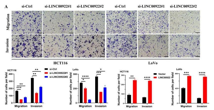 Mol. Cancer|徐医大揭示H3K27巴豆酰化促进结直肠癌转移的机制 - 知乎