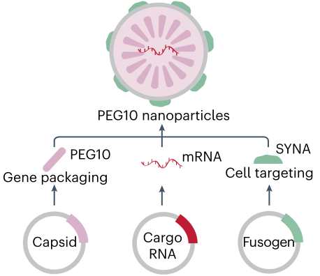 mRNA的创新技术 - 知乎