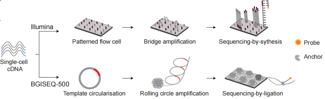 NGS专题 | 聊一聊BGI和Illumina测序平台的差异 - 知乎