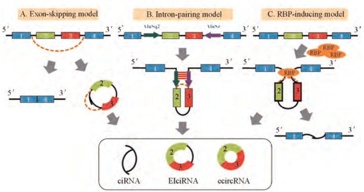 国自然如此青睐的circle RNA，你知道该怎么研究吗？ - 知乎