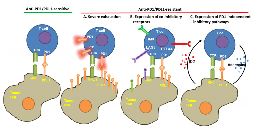 PD-1/LAG3/TIM3三靶点人源化小鼠 - 知乎
