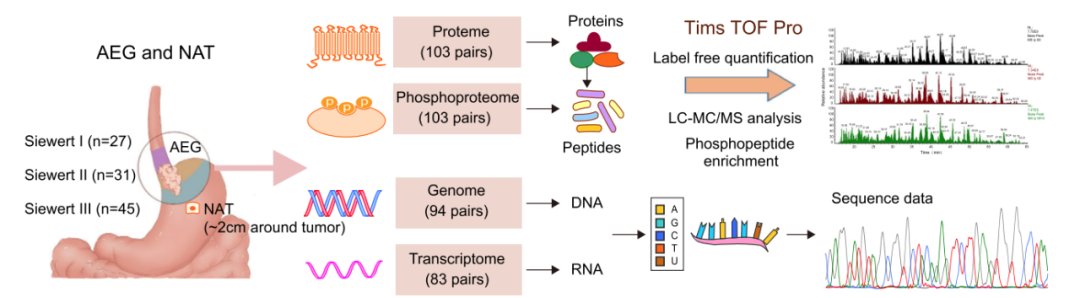 Nat Commun | 浙江省肿瘤医院程向东/覃江江团队4D蛋白组/磷酸化修饰组揭示食管胃交界处腺癌分子分型 - 知乎