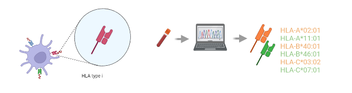 给你讲讲人体里，最多样性的一组基因 ——我司“HLA分型”专利获批庆祝文 - 知乎