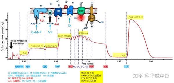 Cell | 肠上皮细胞线粒体自噬在肿瘤发生过程中触发适应性免疫 - 知乎
