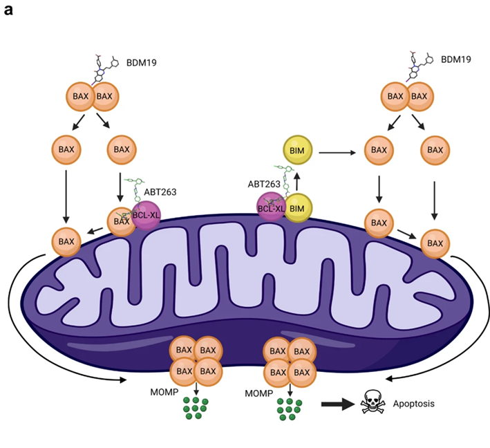 Nat.Commun.【前沿】|胞质 BAX 同型二聚体的化学调节增强了 BAX 的活化和凋亡 - 知乎
