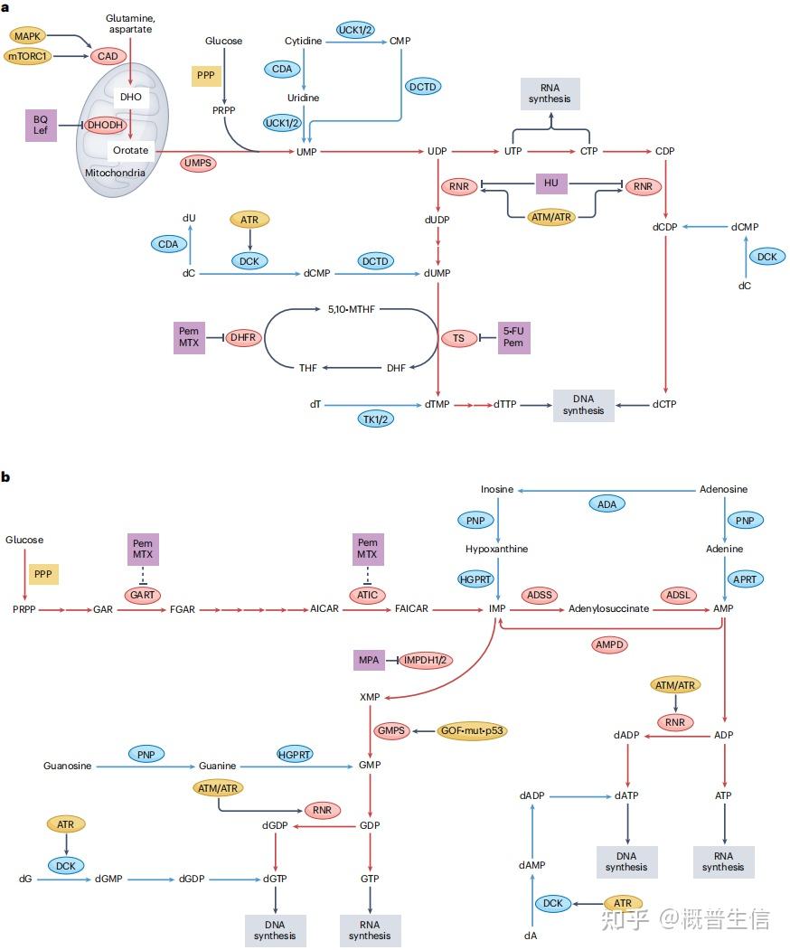 高分热点 — 核苷酸代谢 - 知乎