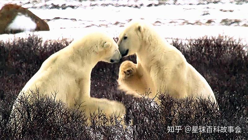 北极熊获得七个世界之最，其存在的机理让科学家始终研究不透 - 知乎