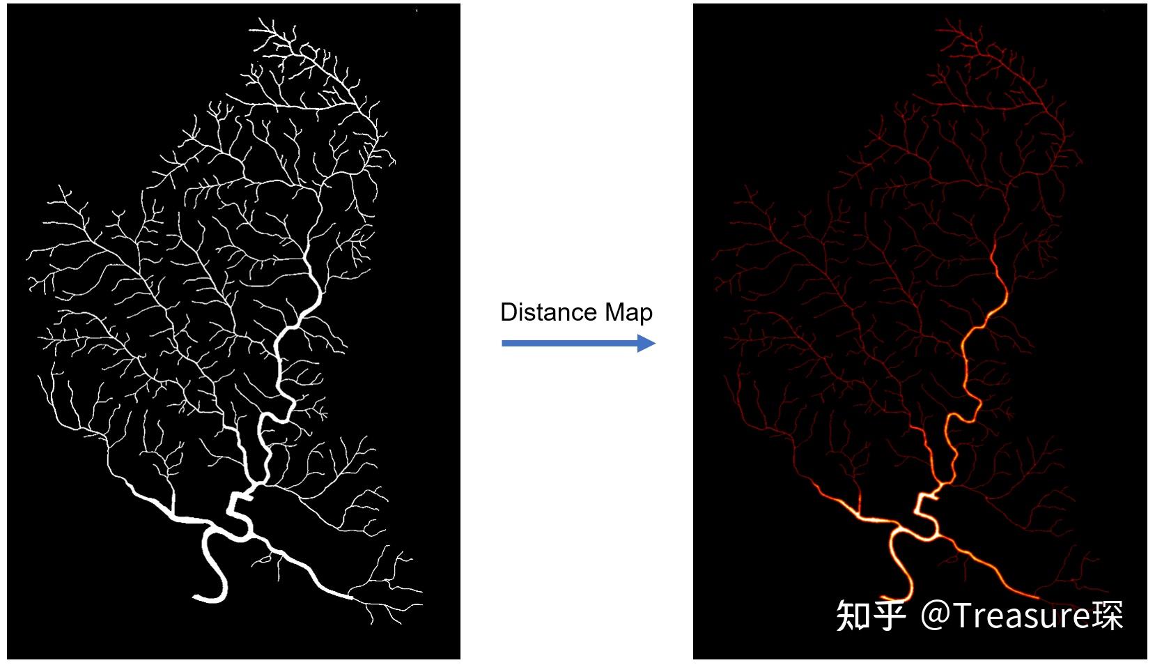 ImageJ实用教程——骨架化分析(定量分析篇) - 知乎