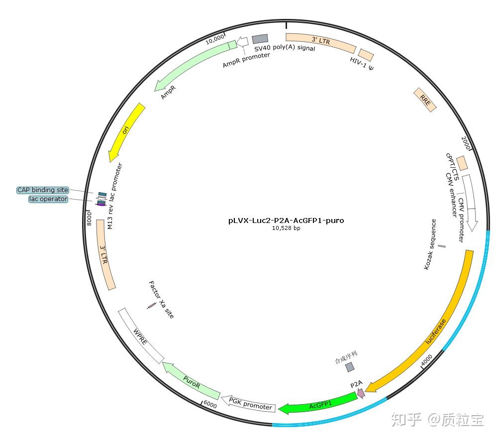 慢病毒活体成像报告基因荧光素酶质粒 Luc2，hRluc，Nluc - 知乎