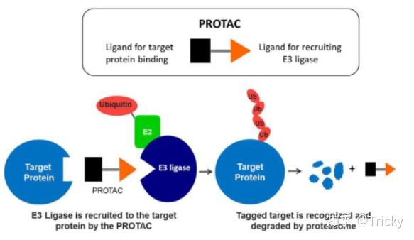 PAC的 PROTAC-linker偶联物/靶蛋白配体-Linker-E3 配体 - 知乎