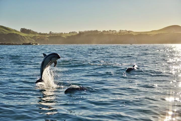 新西兰——观鲸海钓提神之旅 - 知乎