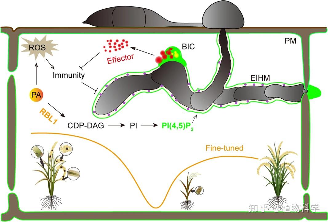 何祖华、邓一文点评华中农业大学最新《Nature》：基因组编辑使水稻实现防御-产量平衡 - 知乎