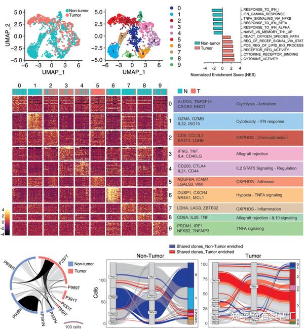 文献解读 | TCR-Vγδ的使用可区分促肿瘤和抗肿瘤的γδT细胞亚群 - 知乎