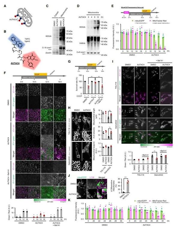 AUTACs使用选择性自噬的货物特异性降解物 - 知乎