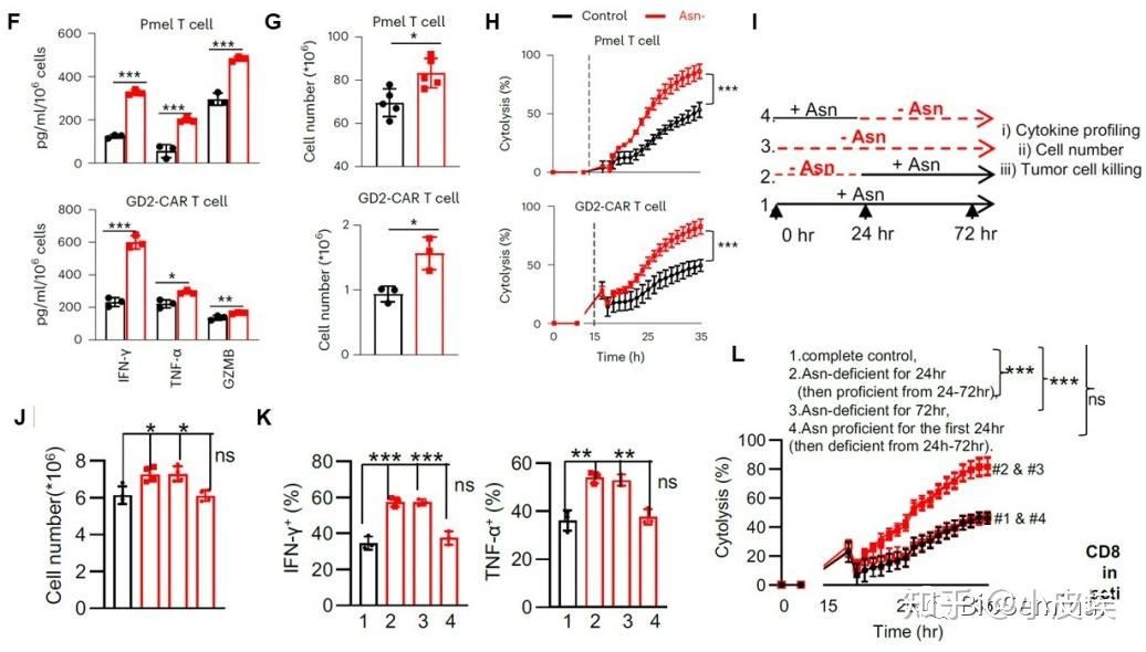 Nature Metabolism | 新知识：天冬酰胺调控T细胞功能 - 知乎