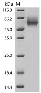 MICA：肿瘤免疫监视的关键调节分子及其治疗靶点潜力 - 知乎