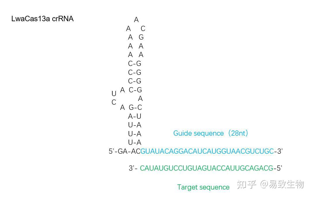 Cas12a, Cas12b,Cas12f1 sgRNA/crRNA 结构序列 - 知乎