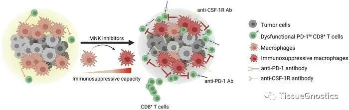JCI Insight| 通过巨噬细胞调控CD8+T 细胞肿瘤免疫的新机制 - 知乎