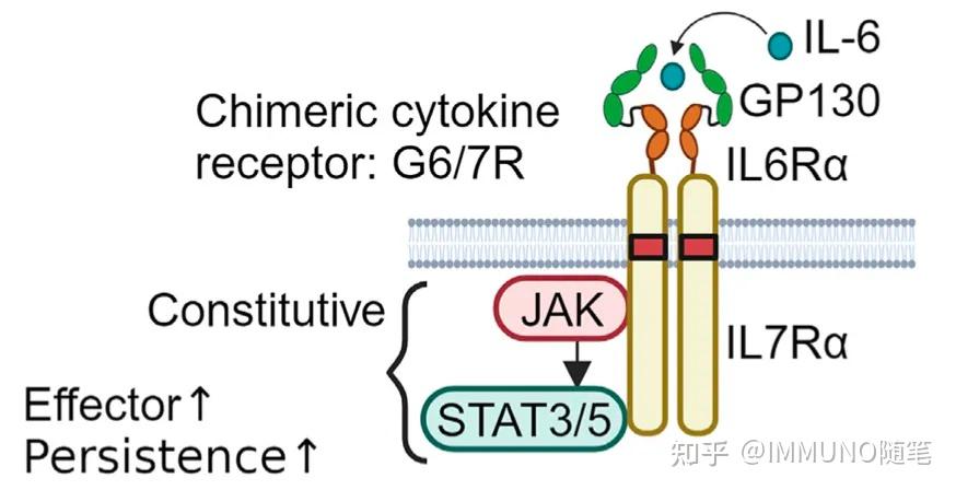 把CRS的帮凶IL6捕获并转化增强抗癌信号的嵌合受体设计思路 - 知乎