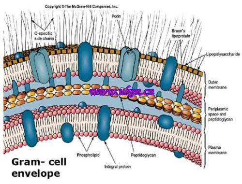 5. G-杆菌的LPS - 知乎