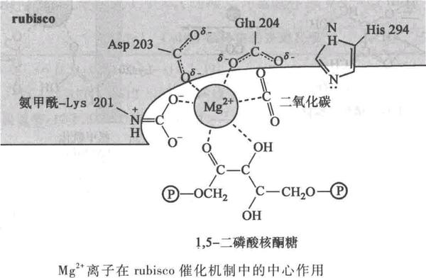 聊聊RuBisCO - 知乎
