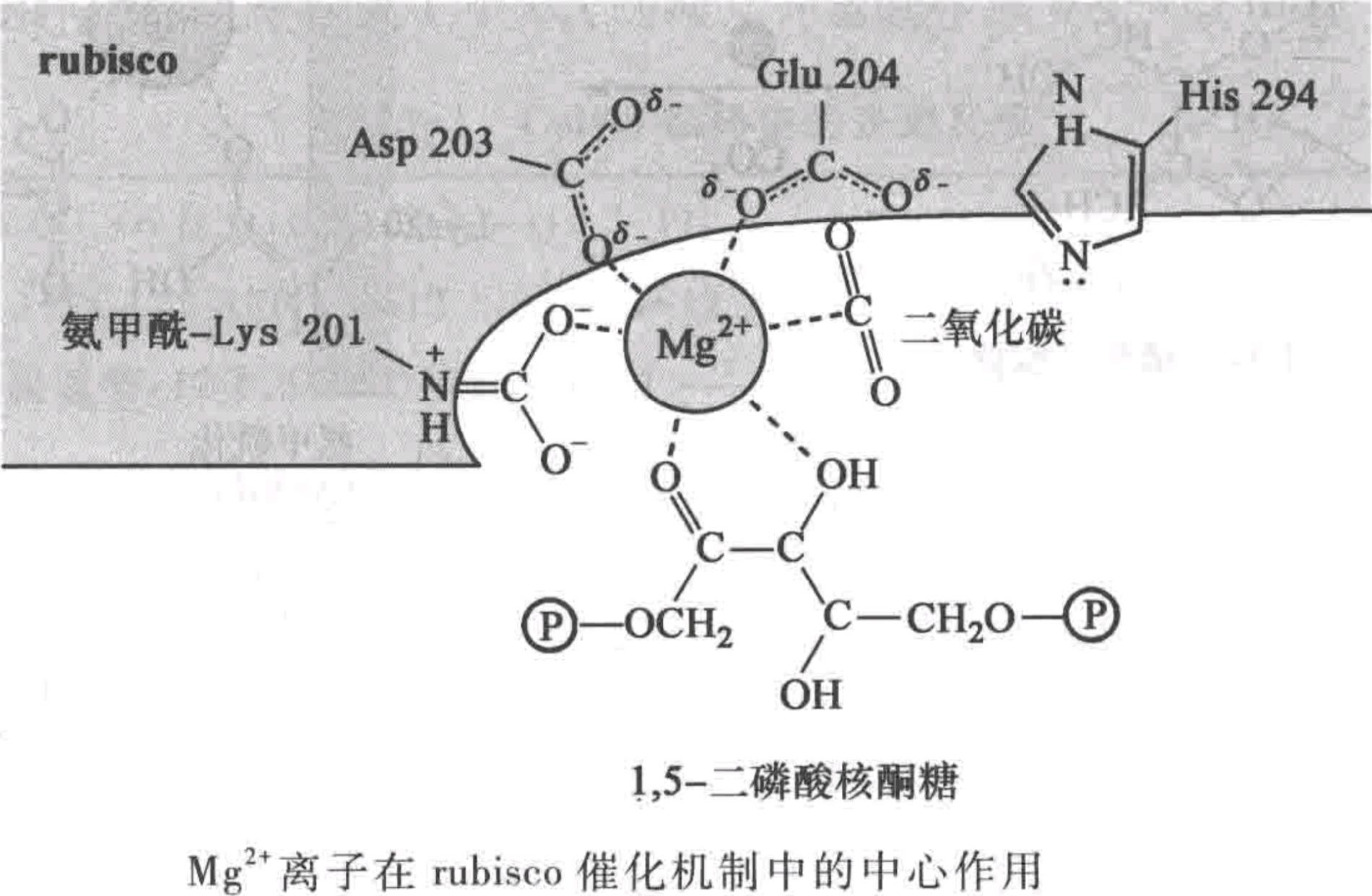 聊聊RuBisCO - 知乎
