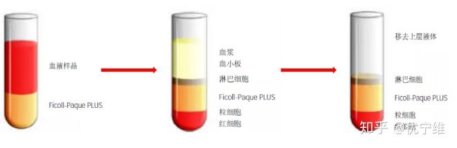 Percoll 、Ficoll 深度详解，让你的细胞分离不再难 - 知乎