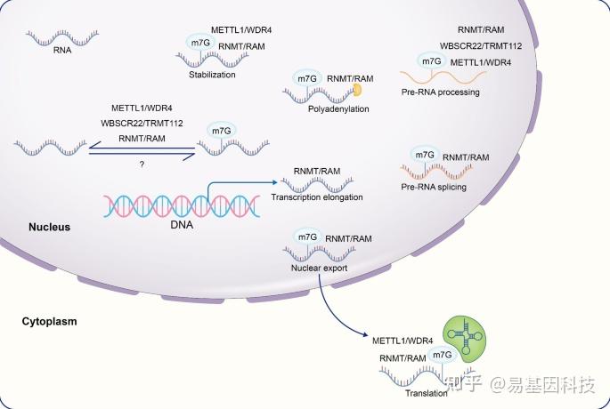 易基因： RNA m7G甲基化修饰的生物学功能及其在癌症中的作用｜综述 - 知乎