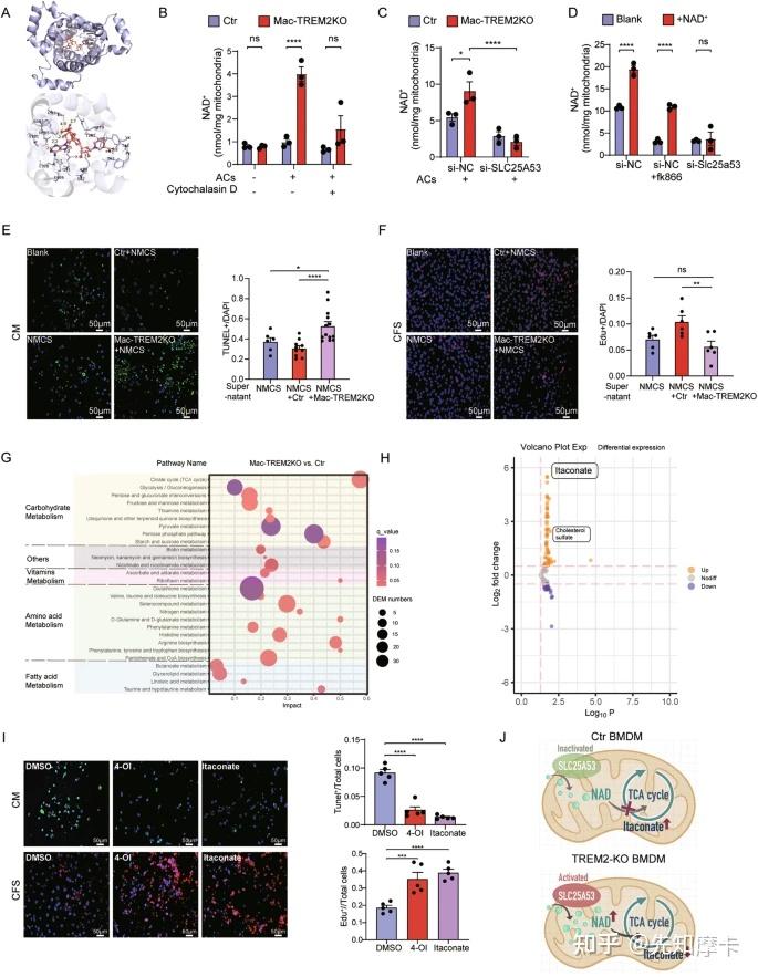 TREM2巨噬细胞通过SLC25A53介导的代谢重编程促进心肌梗死后的心脏修复 - 知乎