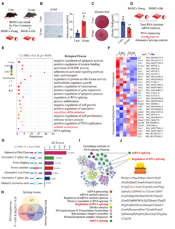 文献解读：可变剪接调控骨髓基质细胞的衰老 - 知乎