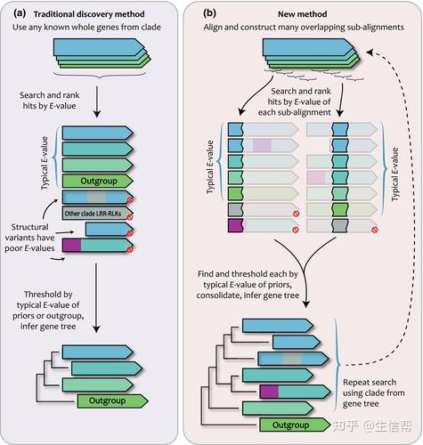 基因家族｜LRR-RLK基因家族的进化分析 - 知乎