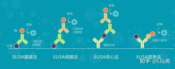 【5分钟讲透实验】影响ELISA结果的因素综述 - 知乎