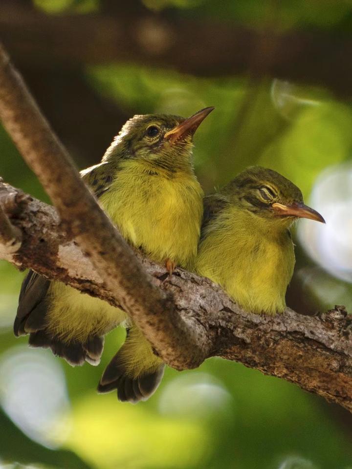 Pettingzoo：类似gym的多Agent强化学习的环境 - 知乎