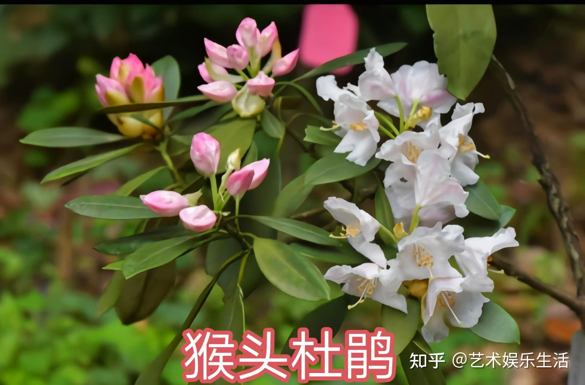 86种我国地级市和县级市的市花 - 知乎