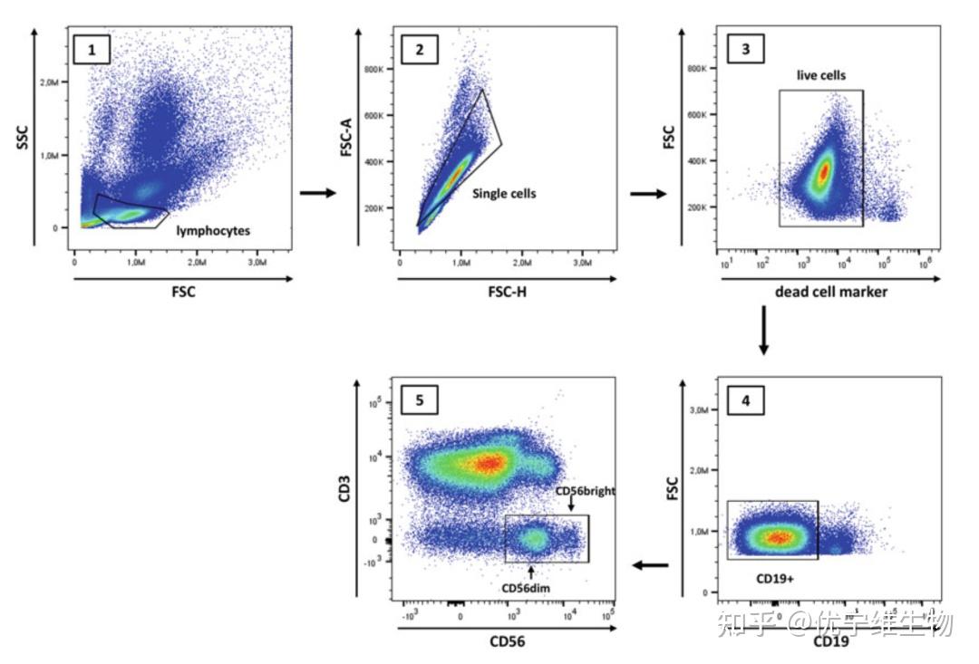 NK细胞表型的圈门策略和流式分析 - 知乎