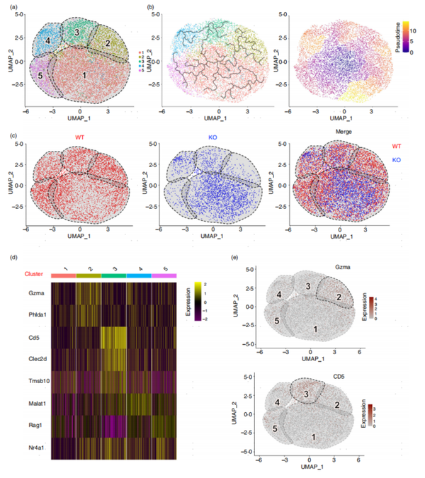 项目文章 | 单细胞测序揭示共刺激分子CD226对胸腺T细胞发育的影响 - 知乎