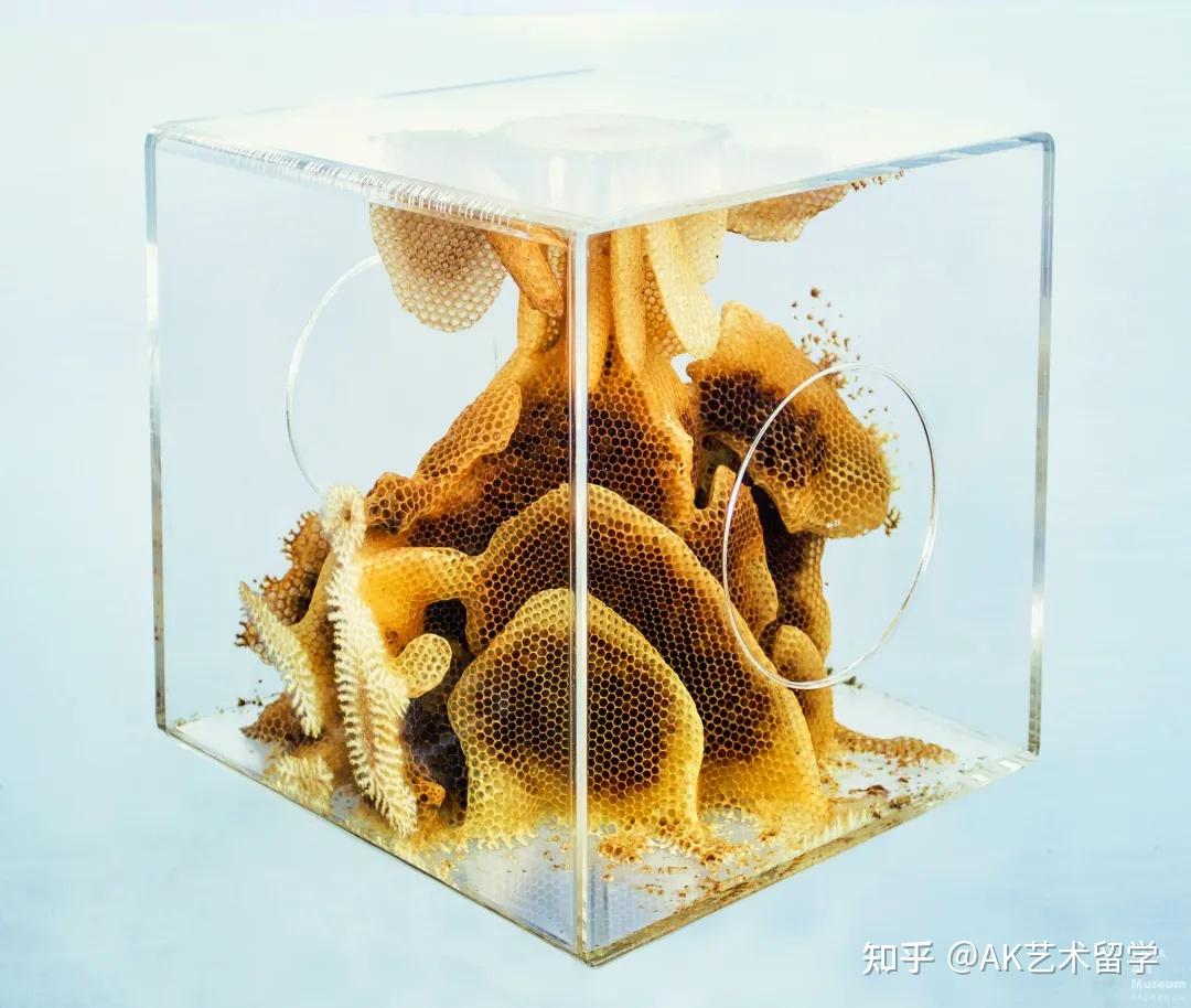 AK 知识领航 | 生物艺术与科技：生物与数字的融合！ - 知乎