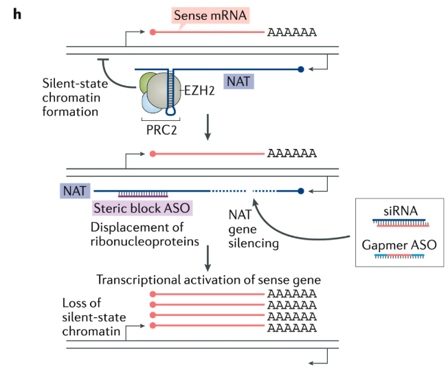 Nature Drug Delivery | Advances in oligonucleotide drug delivery - 知乎