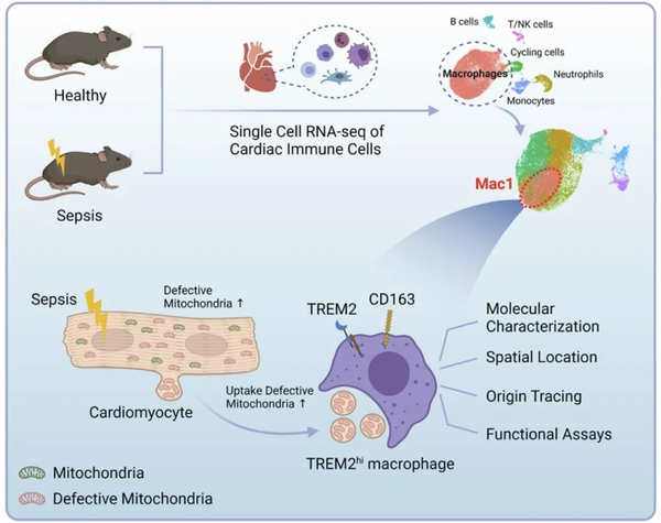 【明星靶点TREM2】盘点TREM2对AD、肥胖症、癌症以及心脏疾病的作用机制 - 知乎