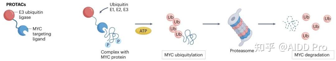 Nature reviews | MYC 在癌症中的作用：从难以药物靶向的目标到临床试验 - 知乎