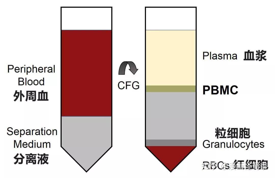 PBMC/人骨髓单个核细胞 - 知乎