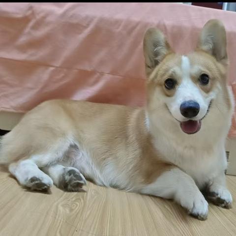 笑渐不闻声渐悄 - 知乎
