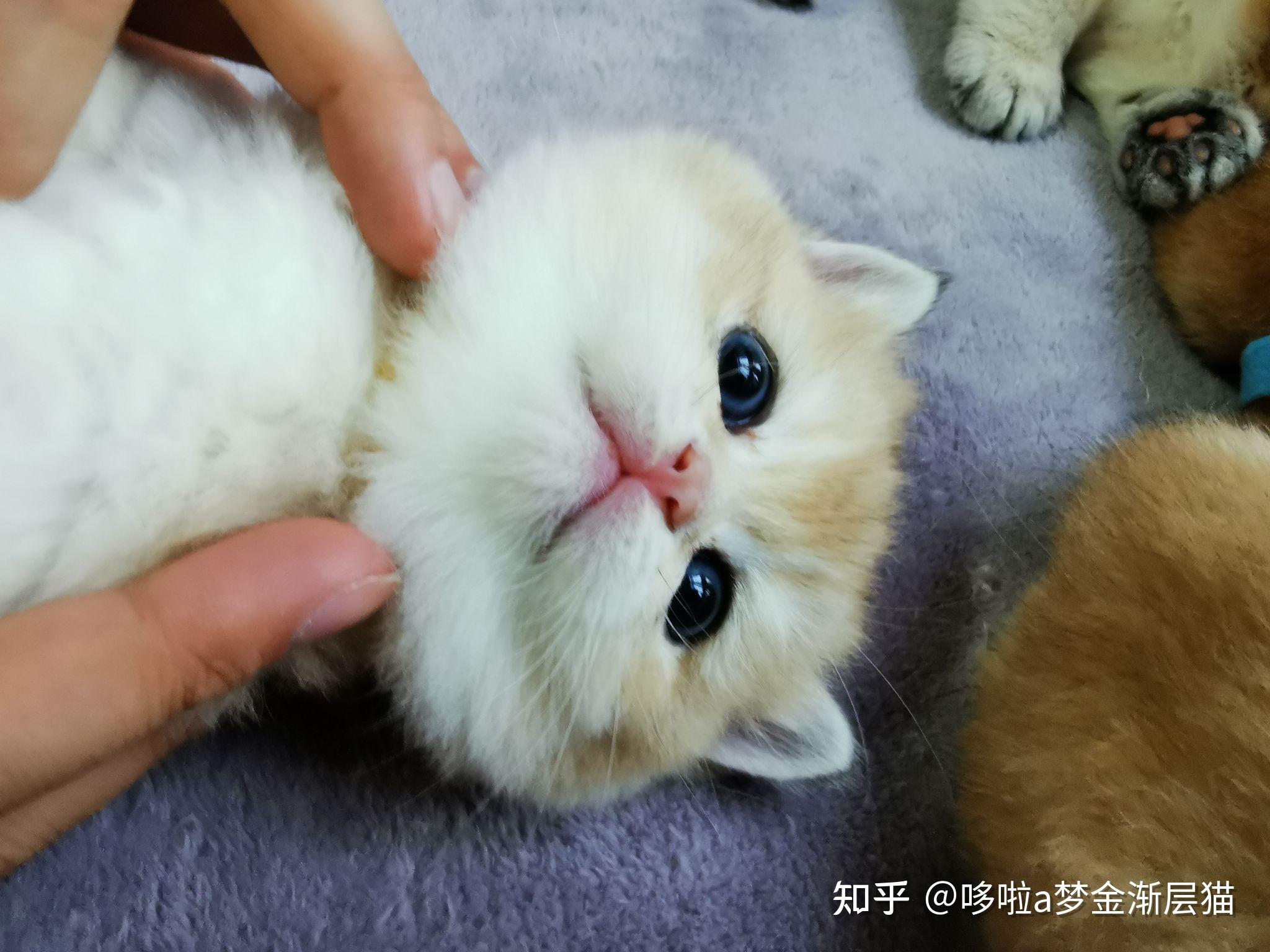 新手如何鉴别金渐层色号NY25、NY11、NY12的区别? - 知乎