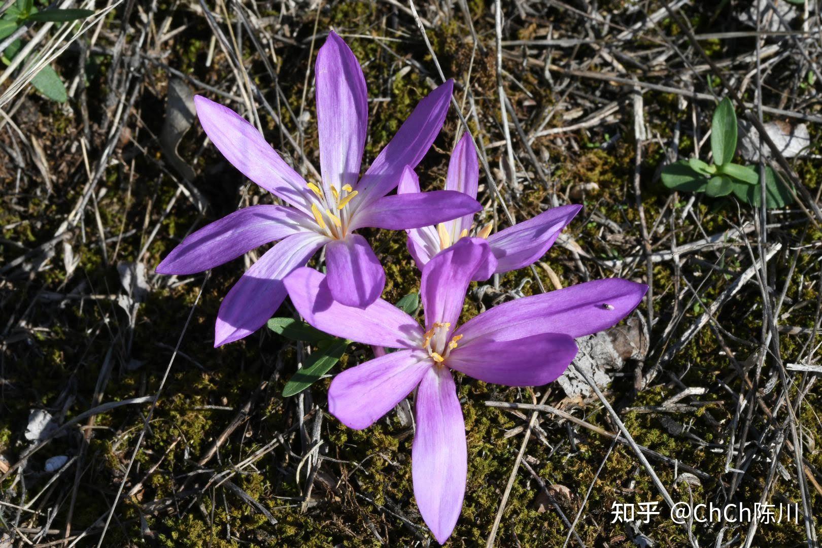 多肉植物全图鉴17：秋水仙科（Colchicaceae），秋水仙属（Colchicum） 原始种A-H - 知乎