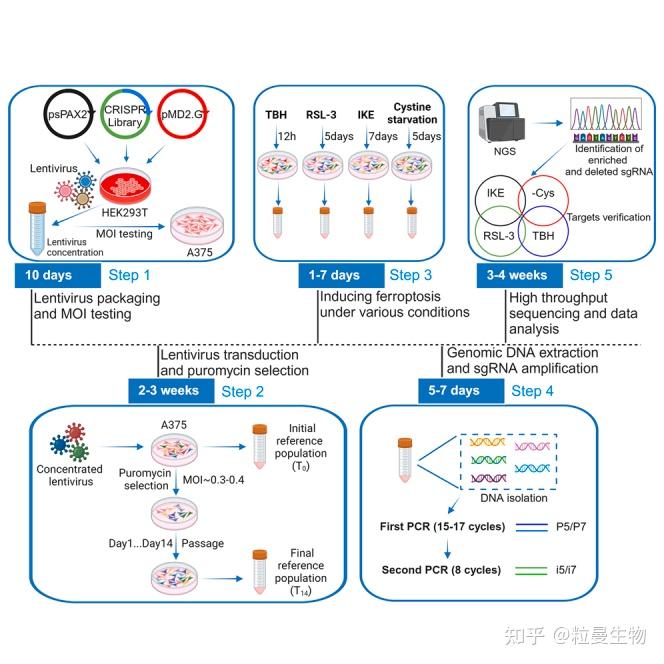 使用 CRISPR-Cas9 技术进行敲除筛选，以识别铁死亡（ferroptosis）的调控因子 - 知乎